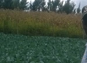 Zidisha | To construct a permanent shade for my dairy cows