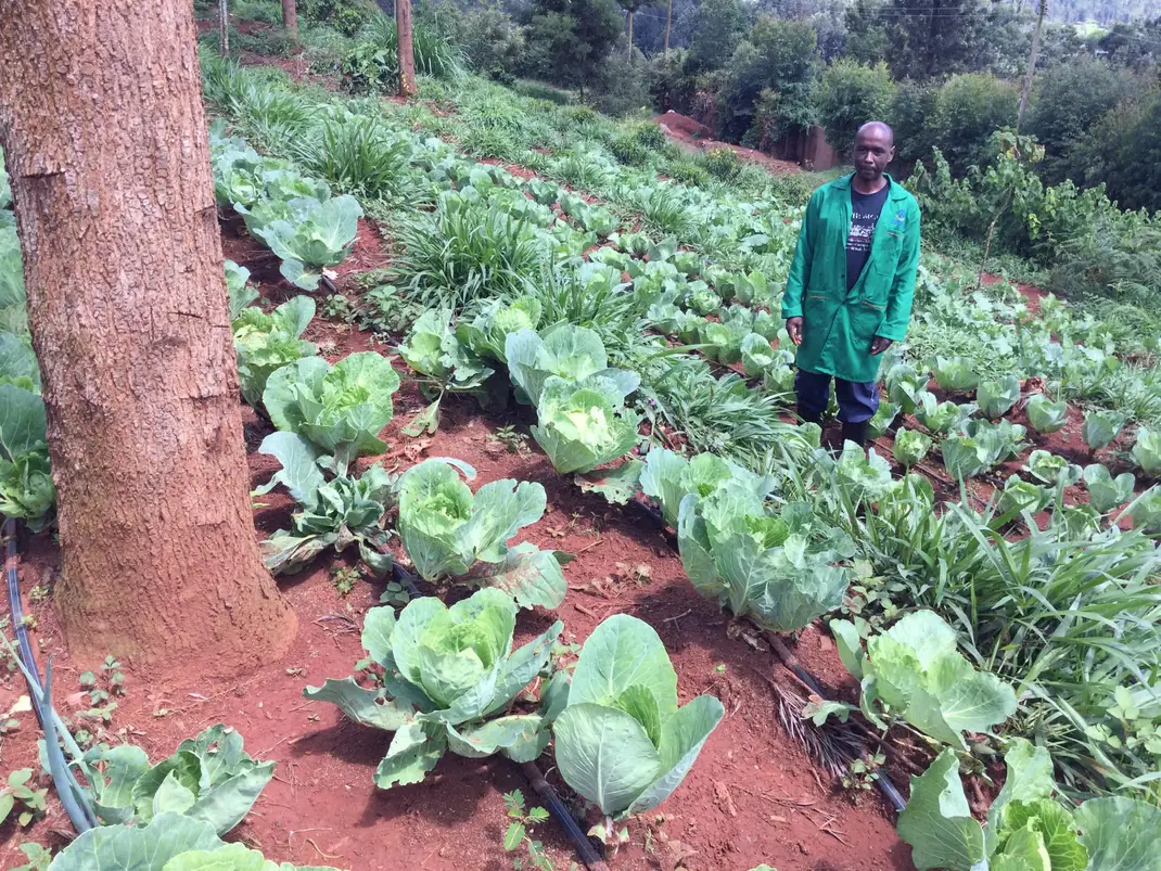 Zidisha | Inputs for vegetable farm