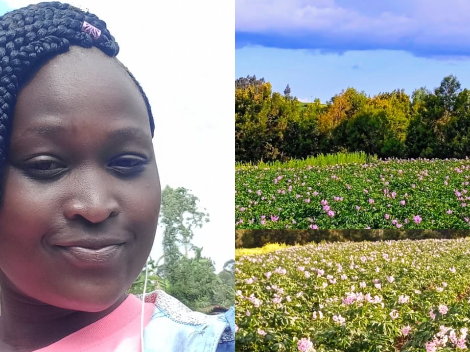 Zidisha | Potato and maize farming