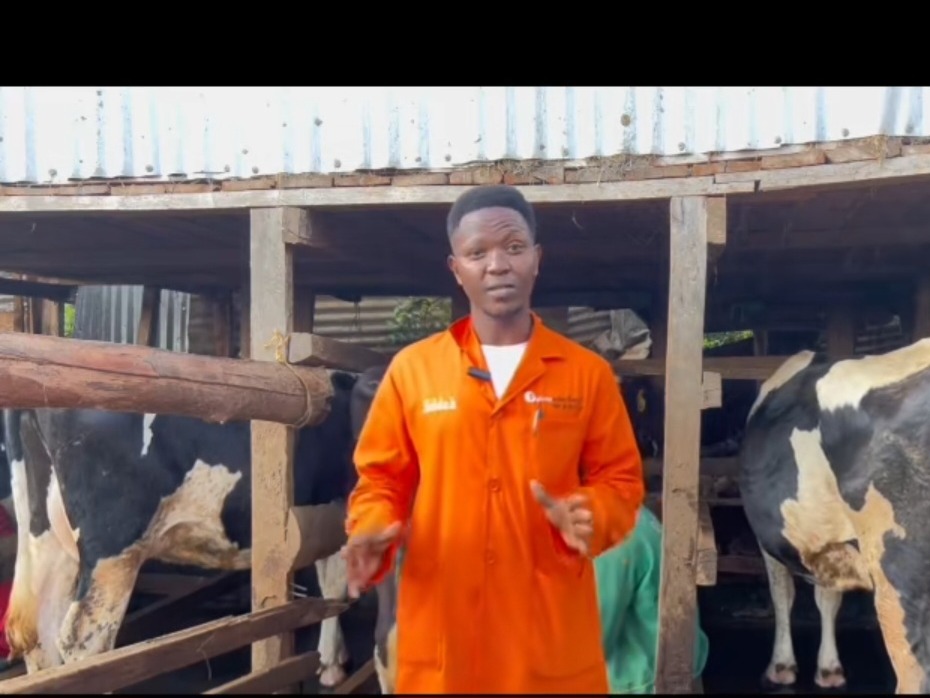 Zidisha | Dairy farming feeds