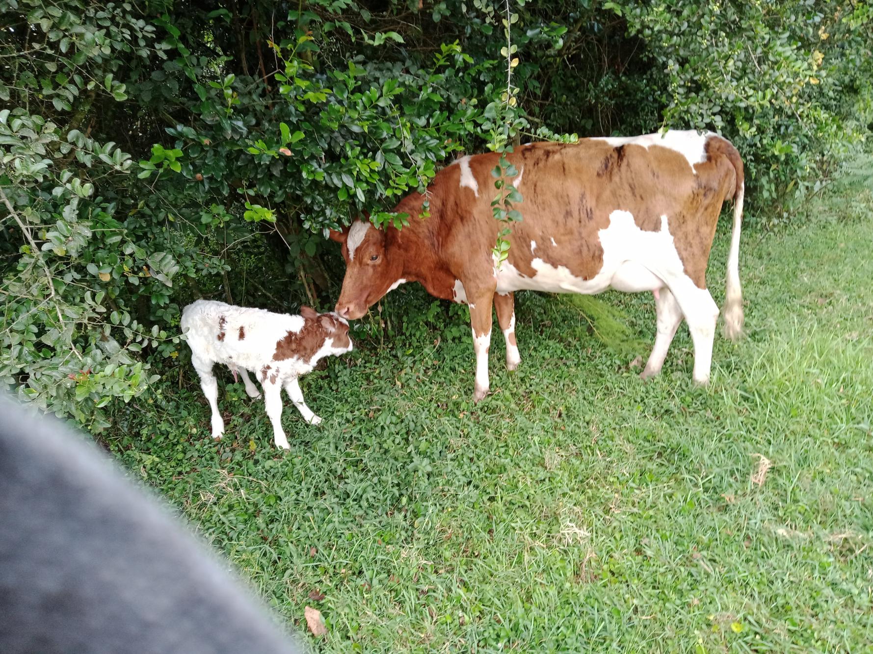 Zidisha | Modern dairy farming